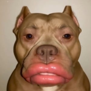 Jamier Jones' Oak Ridge High School Career Home