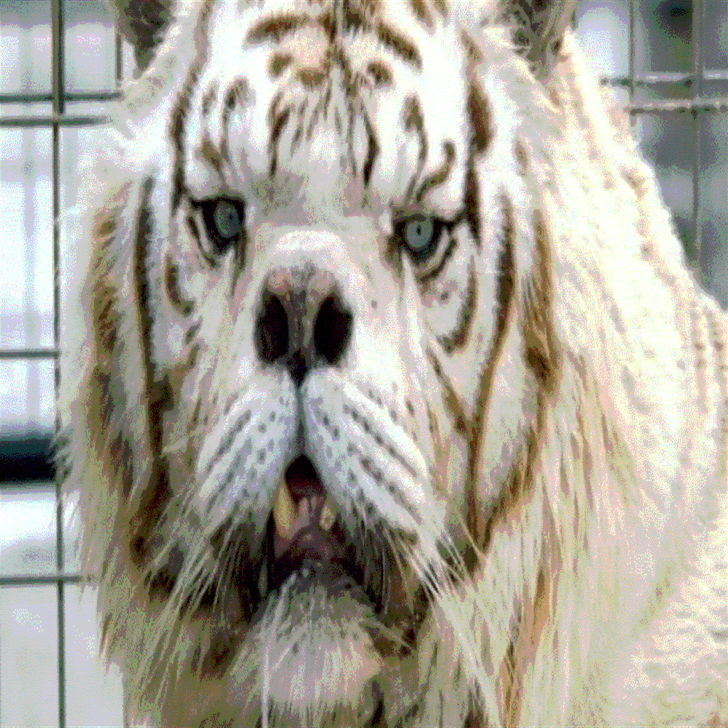Down Syndrome Tiger